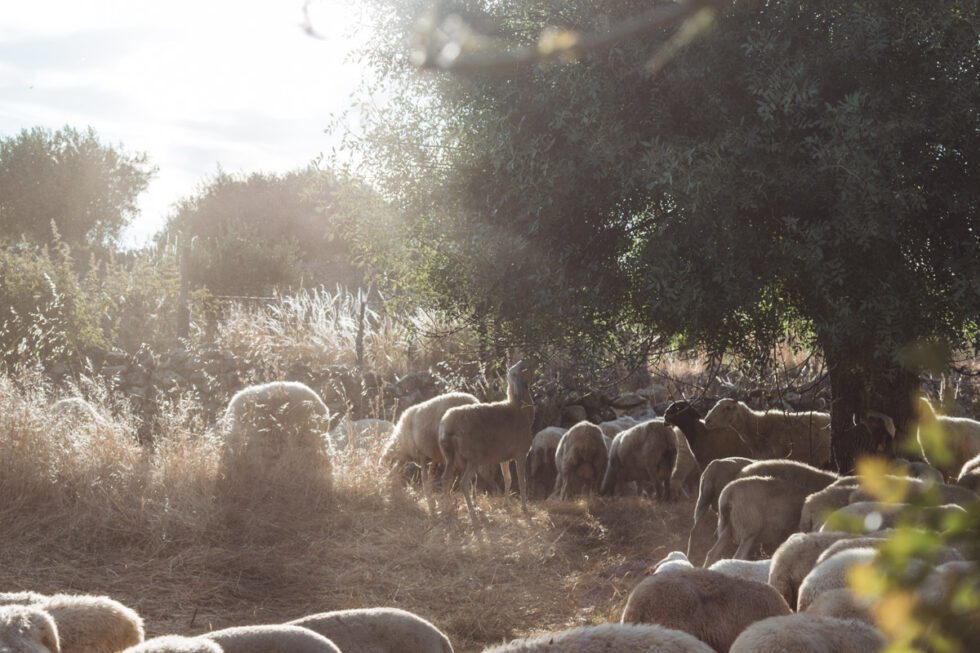 Tanning a Sheepskin in 7 Easy Steps (A Step-by-Step Guide) | Wild Ana Crow