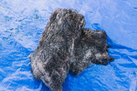 Tanning a Sheepskin in 7 Easy Steps (A Step-by-Step Guide) | Wild Ana Crow