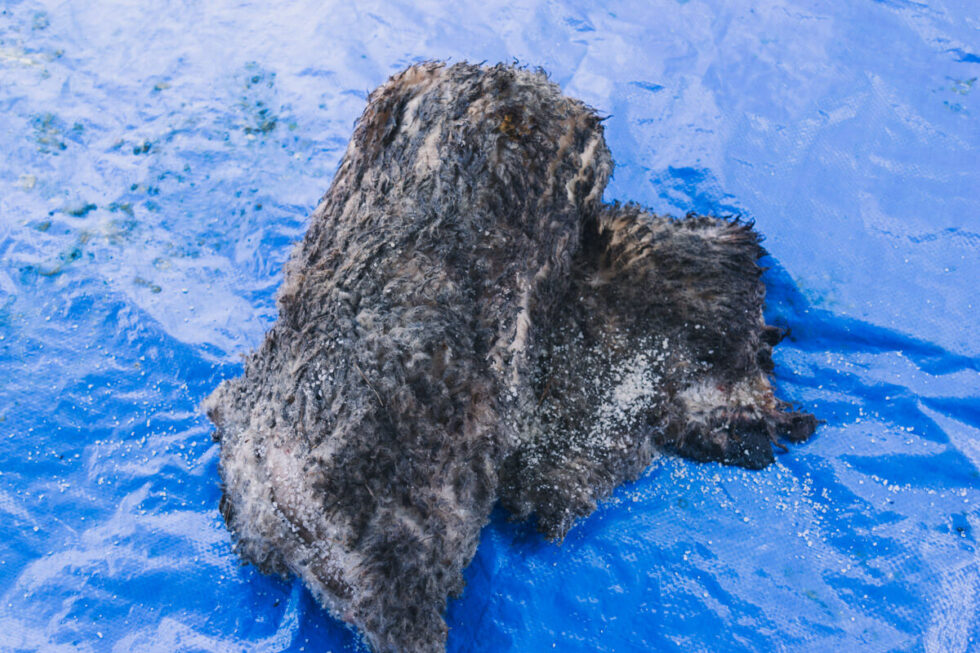 Tanning a Sheepskin in 7 Easy Steps (A Step-by-Step Guide) | Wild Ana Crow